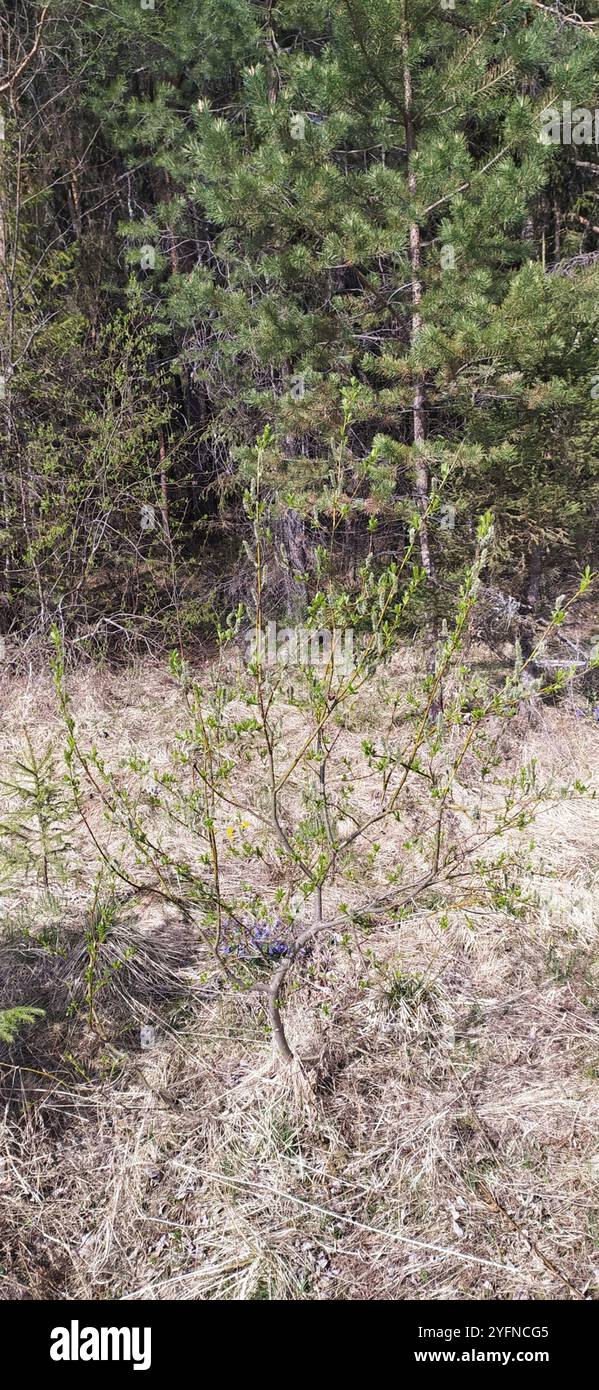 Almond Willow (Salix triandra Stock Photo - Alamy
