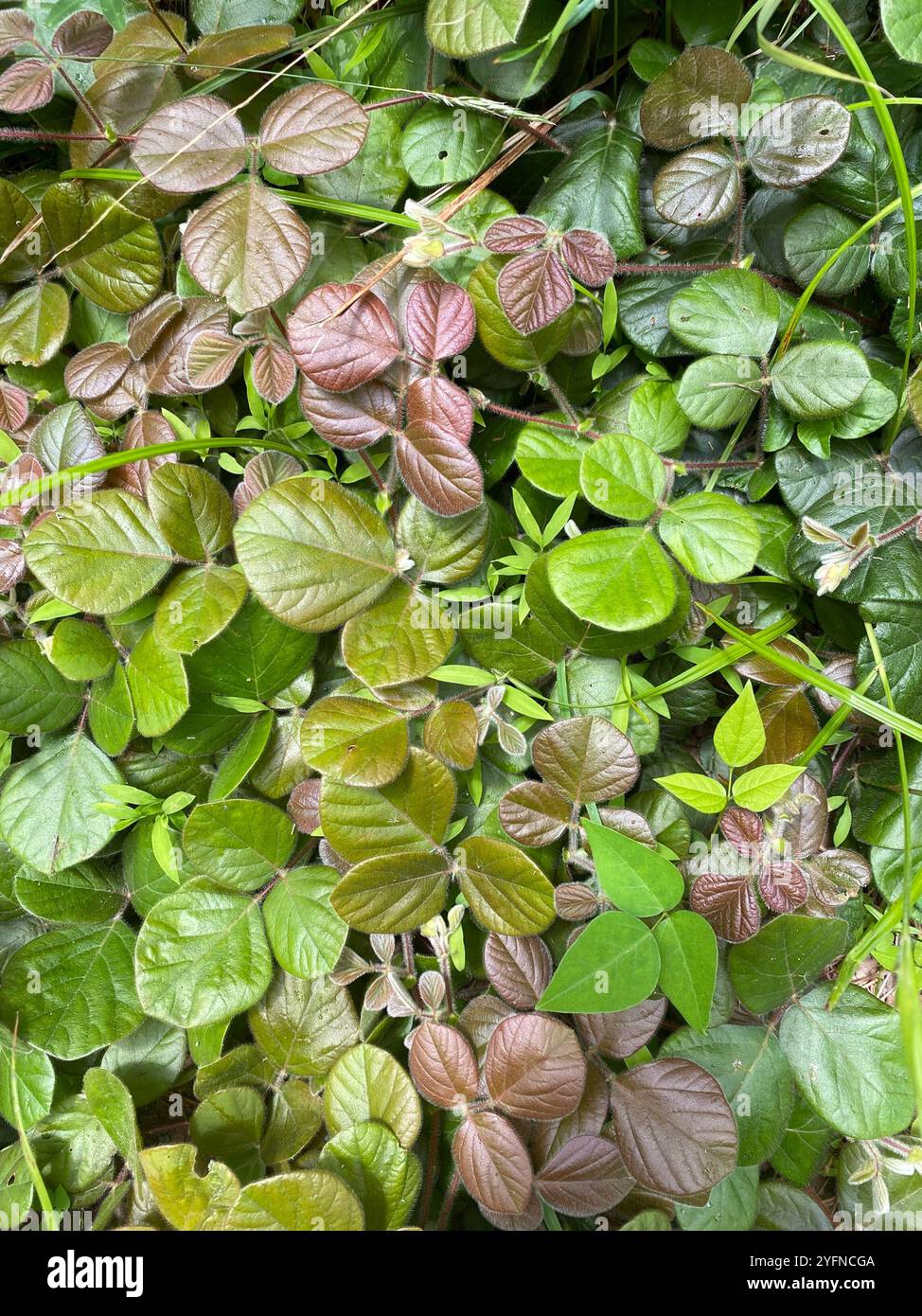 Round-leaved Trailing Tick-trefoil (Desmodium rotundifolium Stock Photo ...