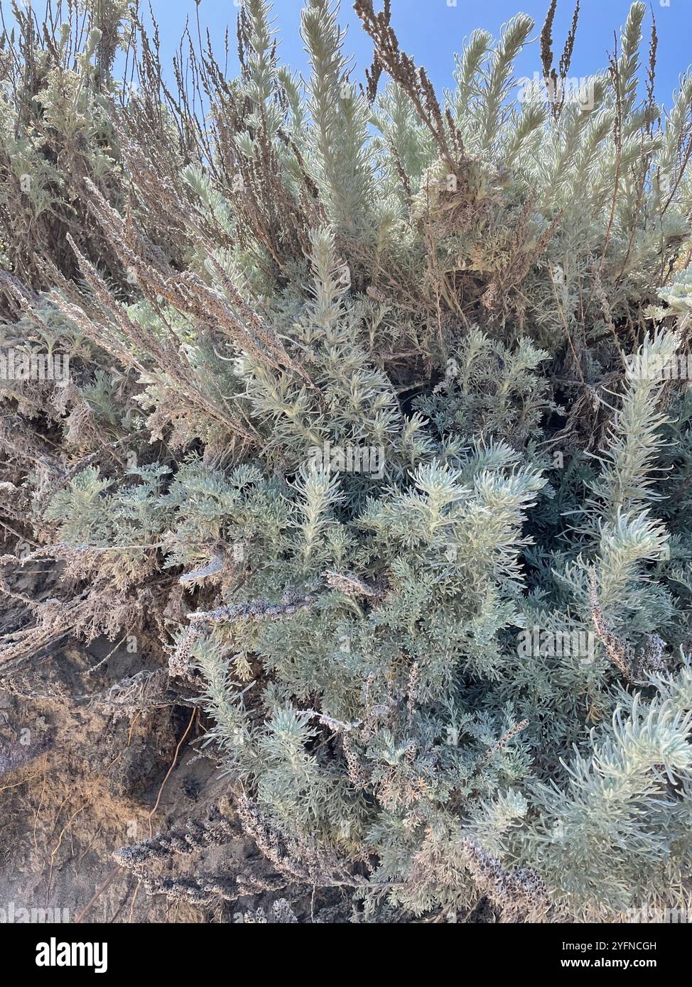 coastal sagewort (Artemisia pycnocephala Stock Photo - Alamy