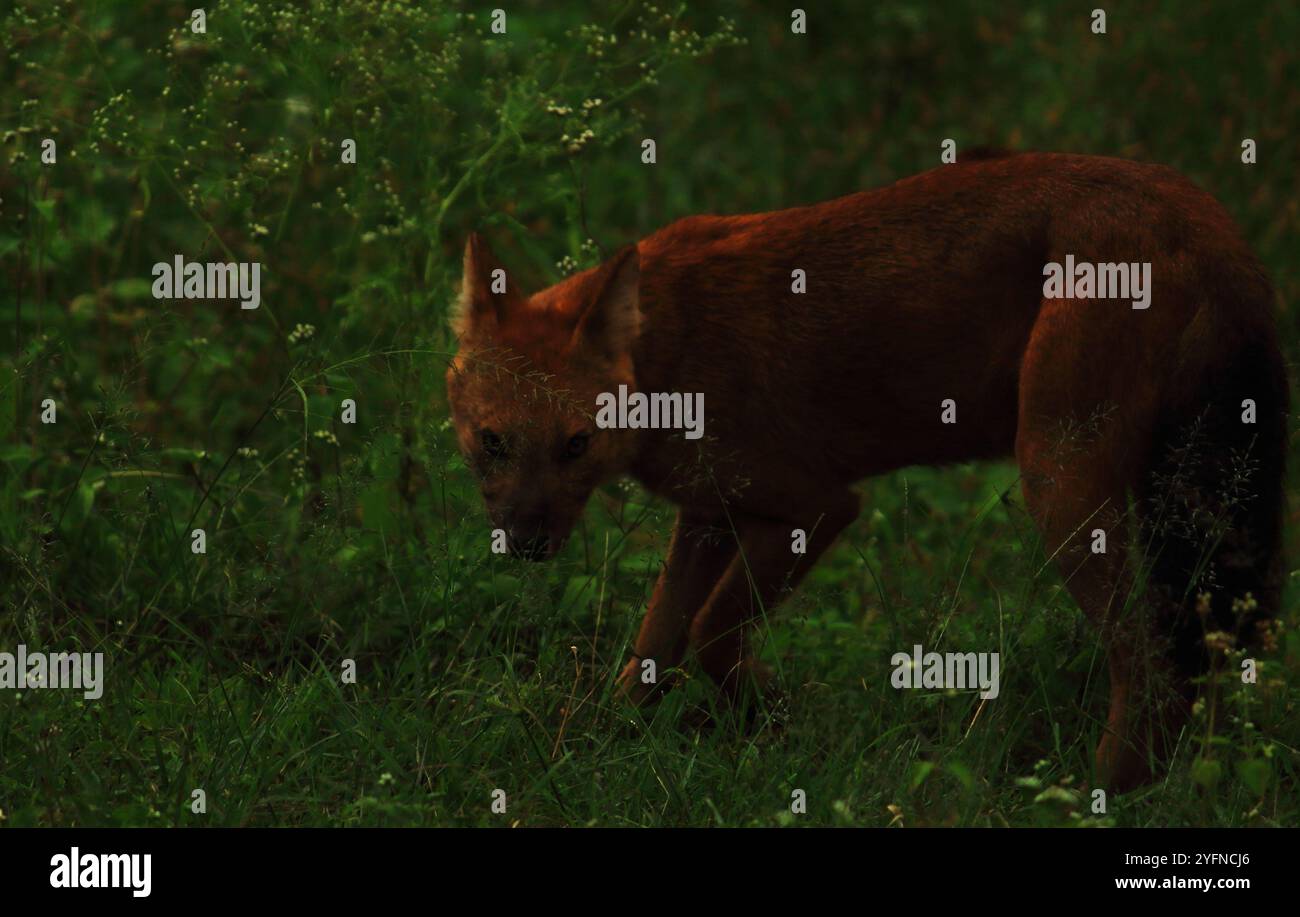 asiatic wild dog or dhole (cuon alpinus) endangered species in indian ...