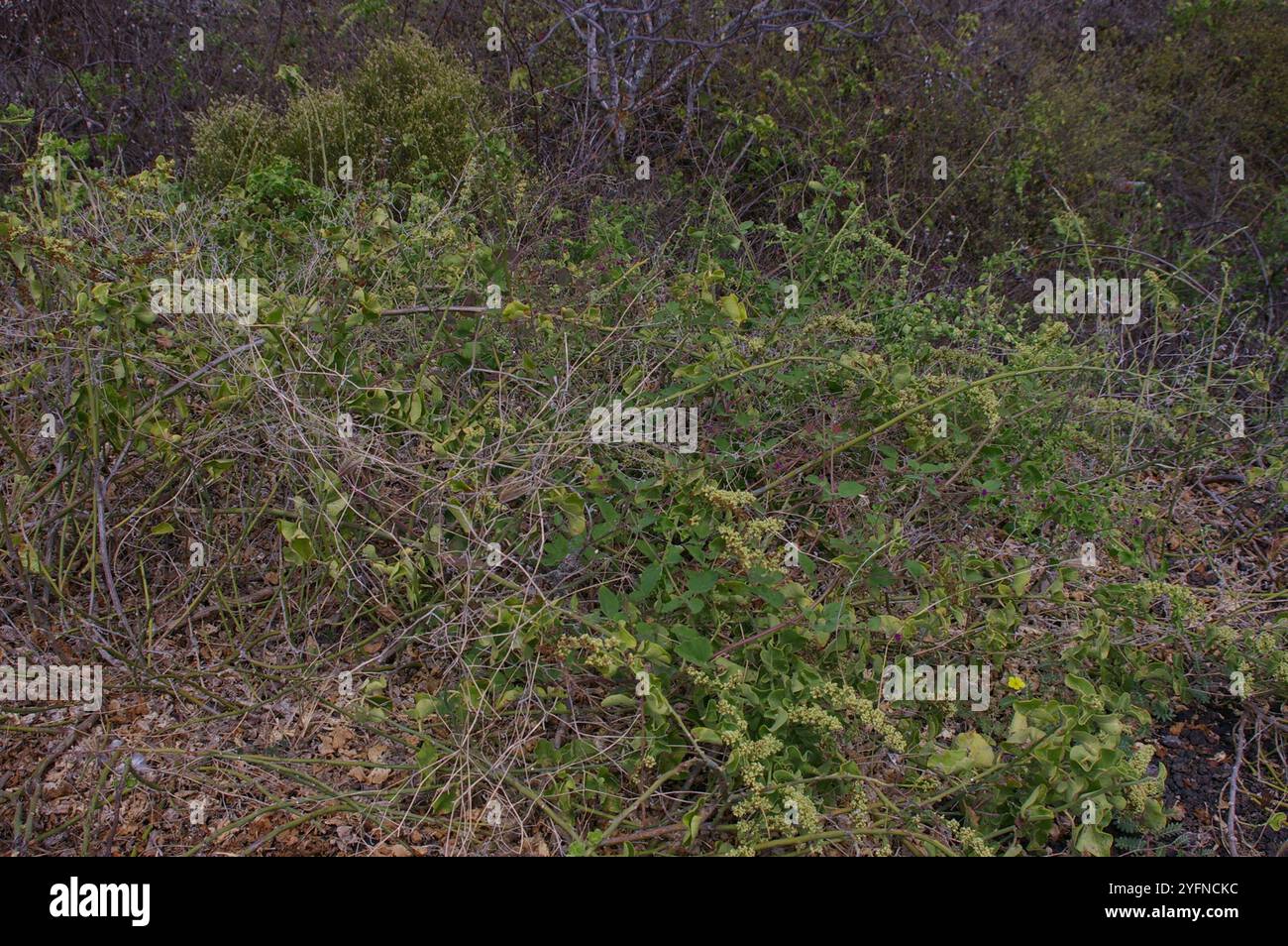 salt bush (Cryptocarpus pyriformis Stock Photo - Alamy