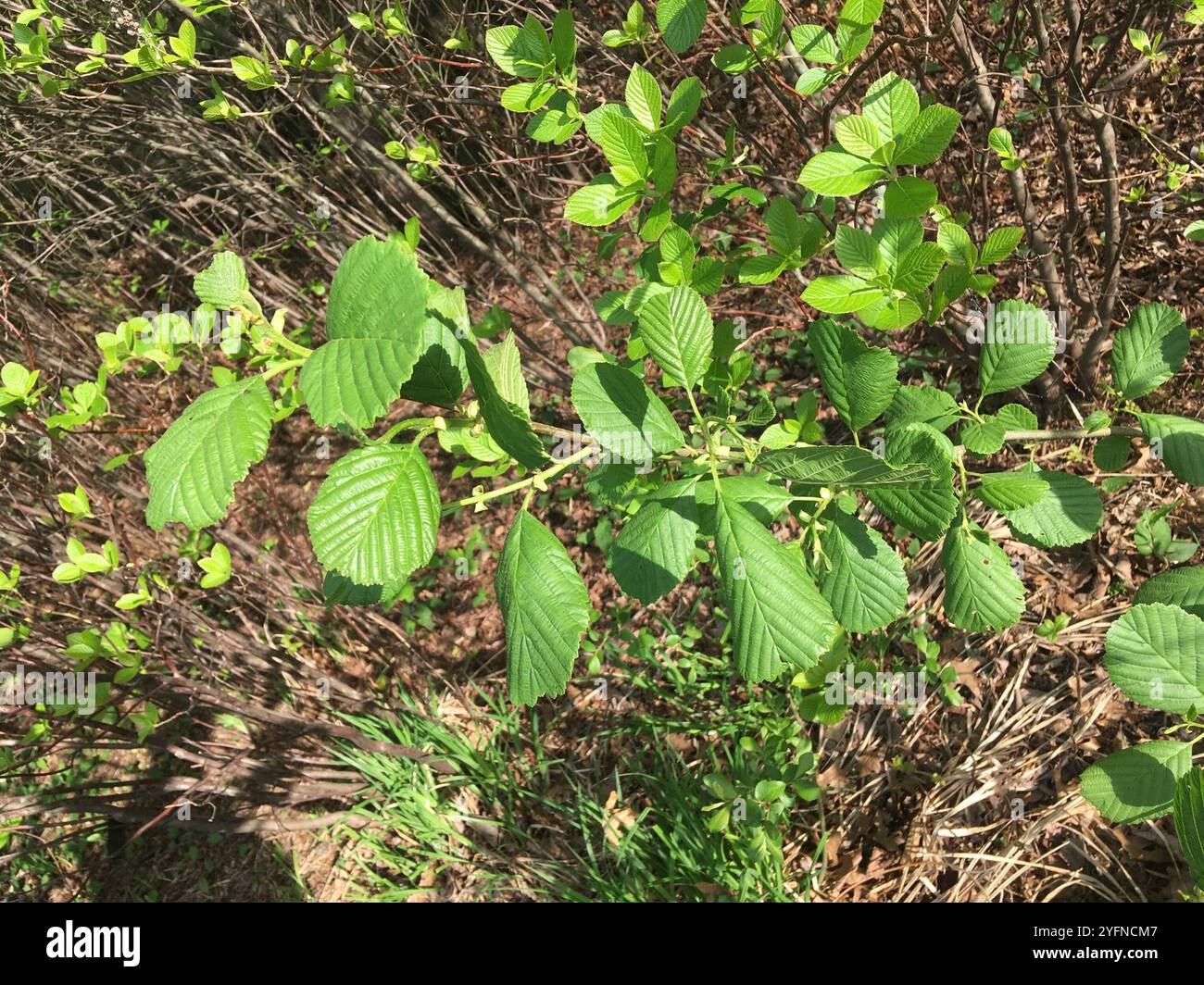 common alder (Alnus glutinosa Stock Photo - Alamy