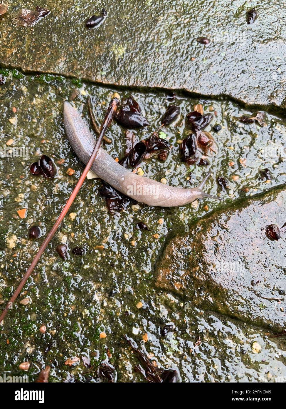 Greenhouse Slug (Milax gagates Stock Photo - Alamy