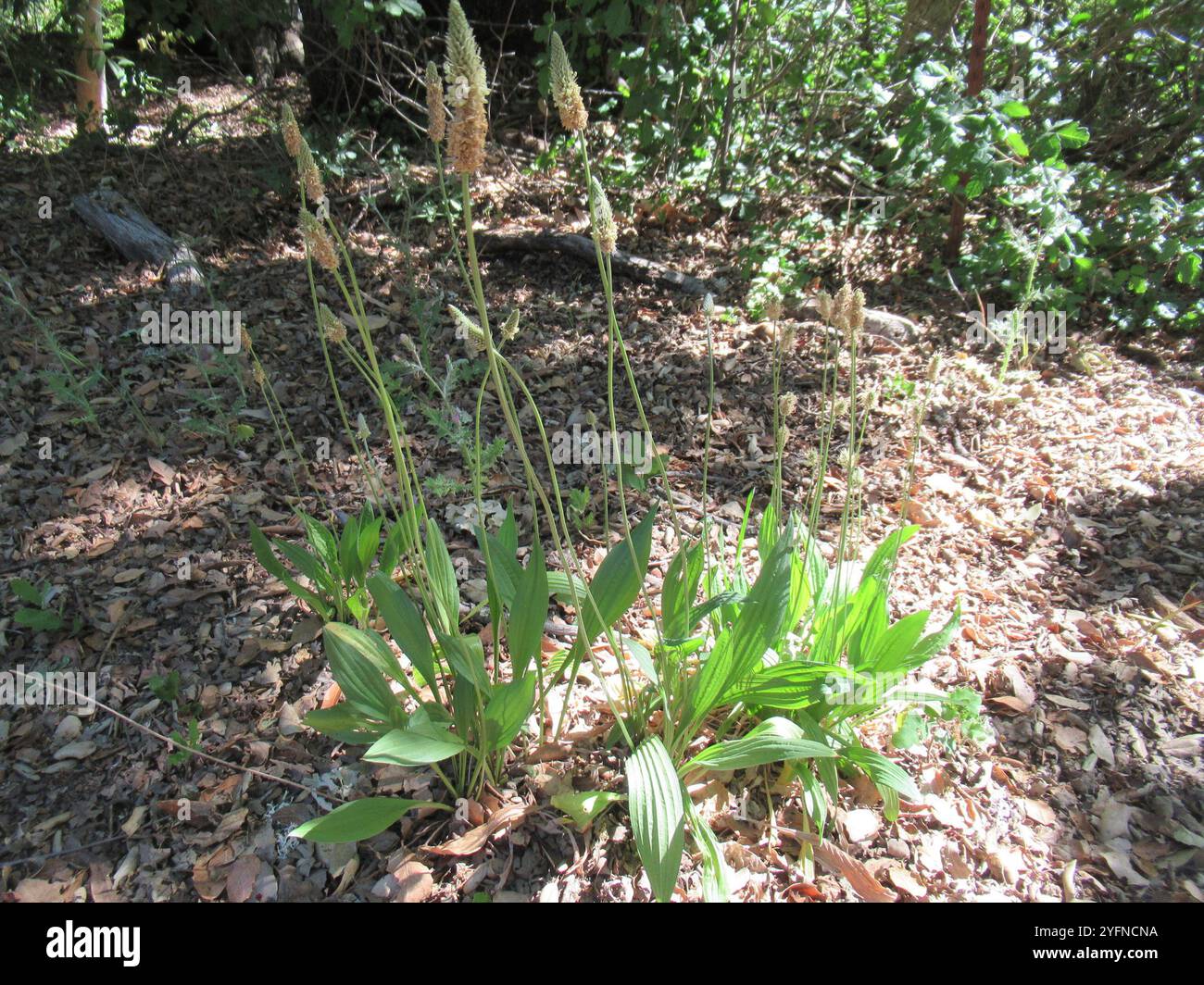 ribwort plantain (Plantago lanceolata Stock Photo - Alamy