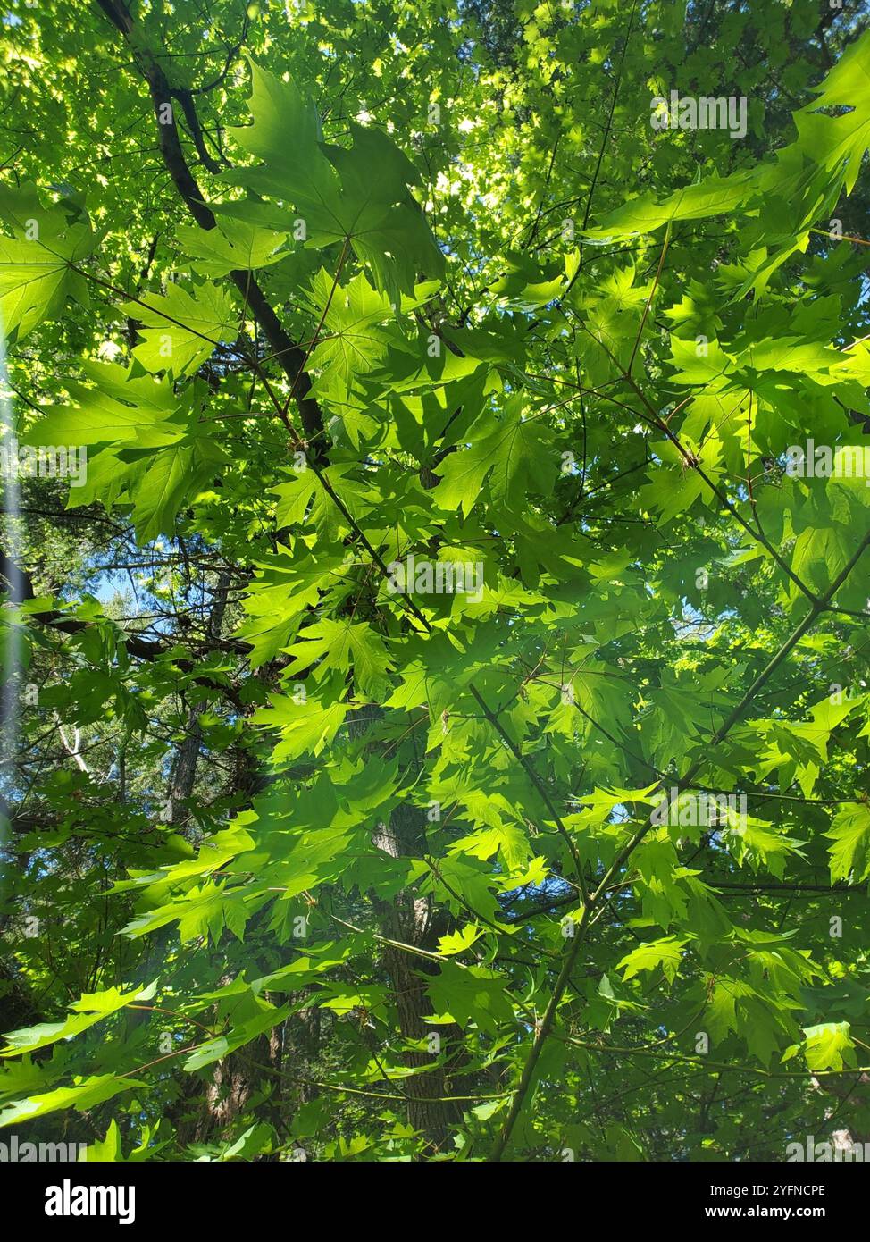 bigleaf maple (Acer macrophyllum Stock Photo - Alamy