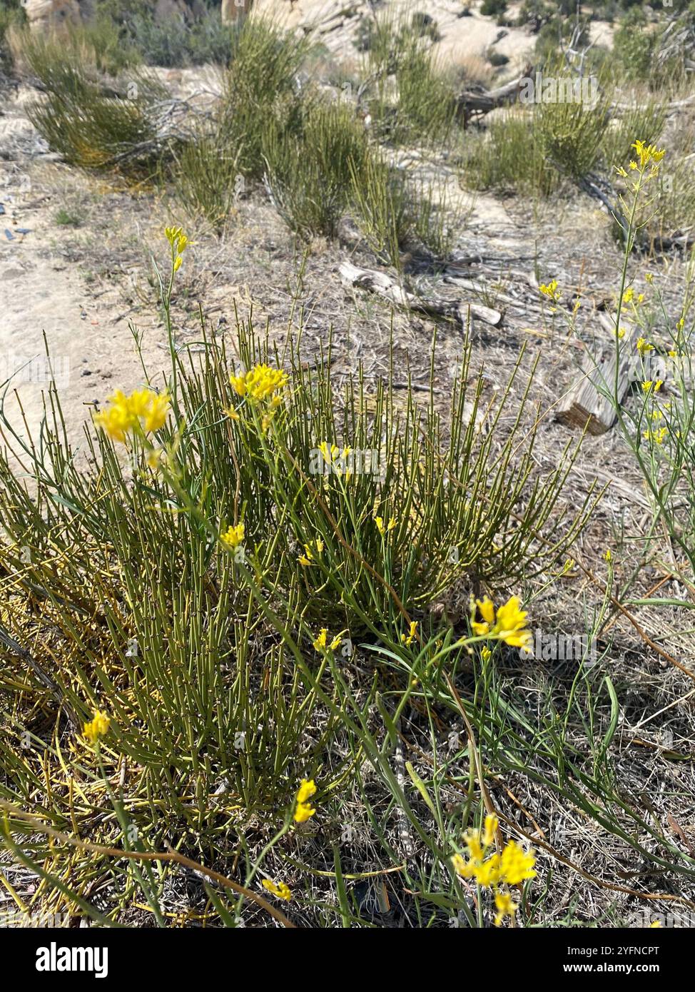 mustard family (Brassicaceae Stock Photo - Alamy