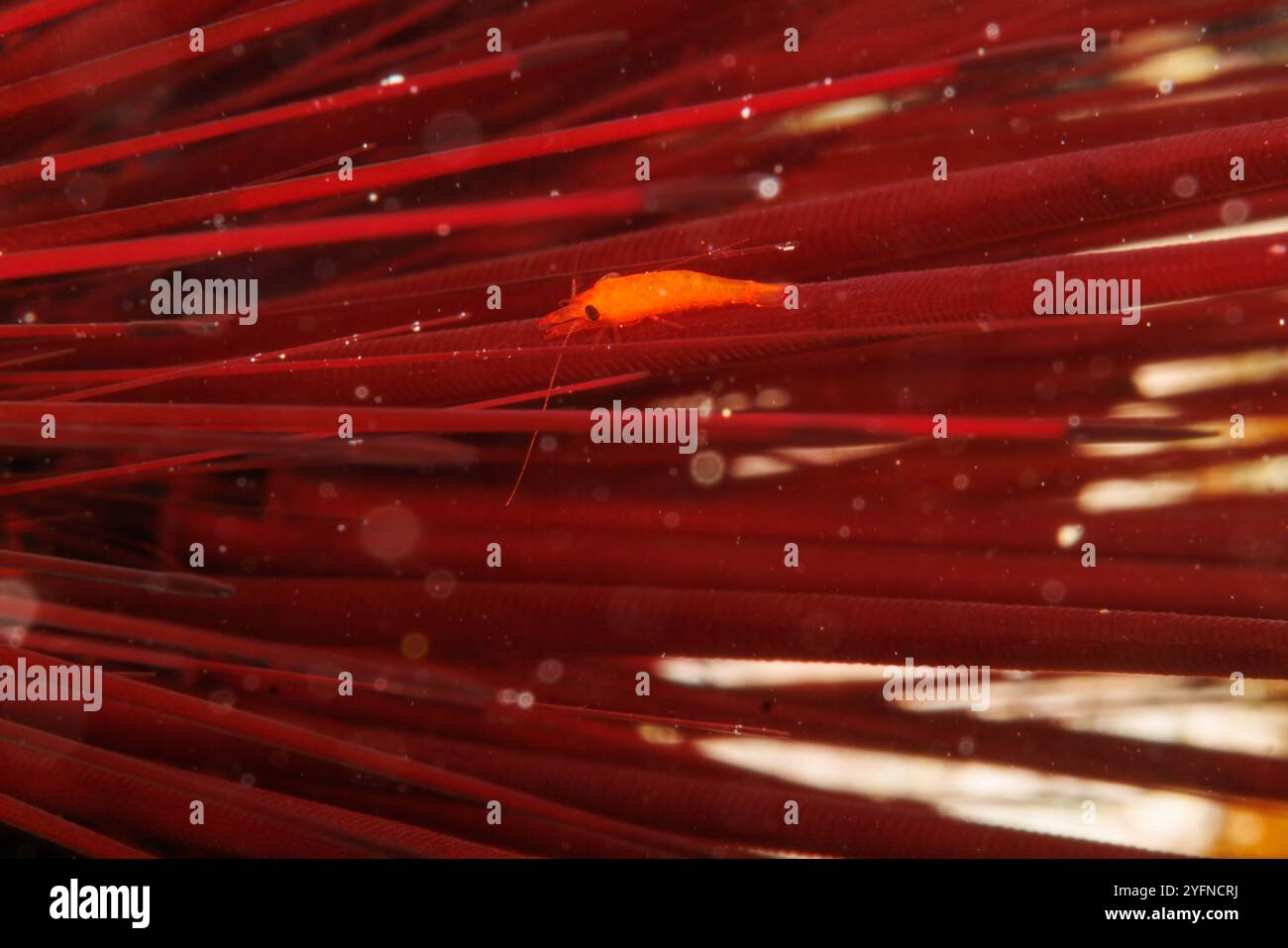 Guam at night hi-res stock photography and images - Alamy