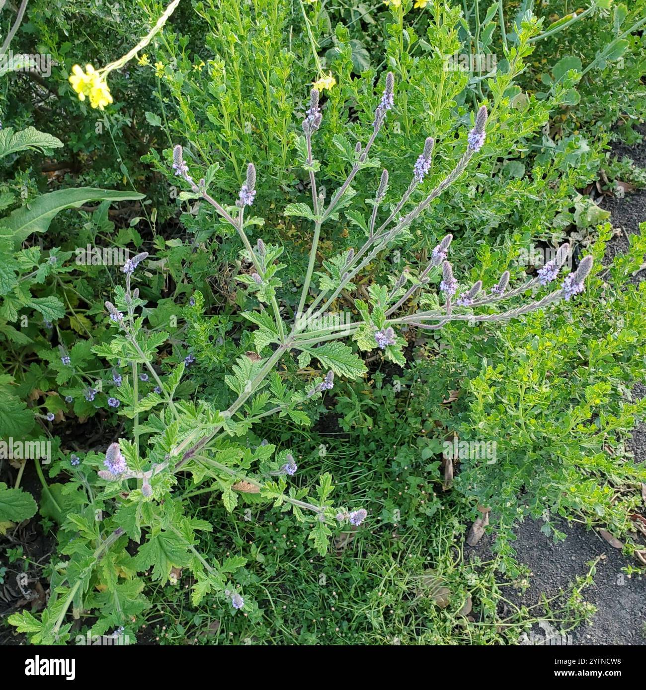 western vervain (Verbena lasiostachys Stock Photo - Alamy