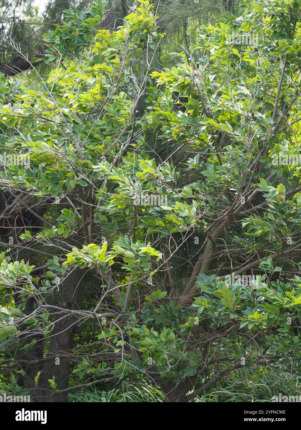 Chinese Hackberry (Celtis sinensis Stock Photo - Alamy