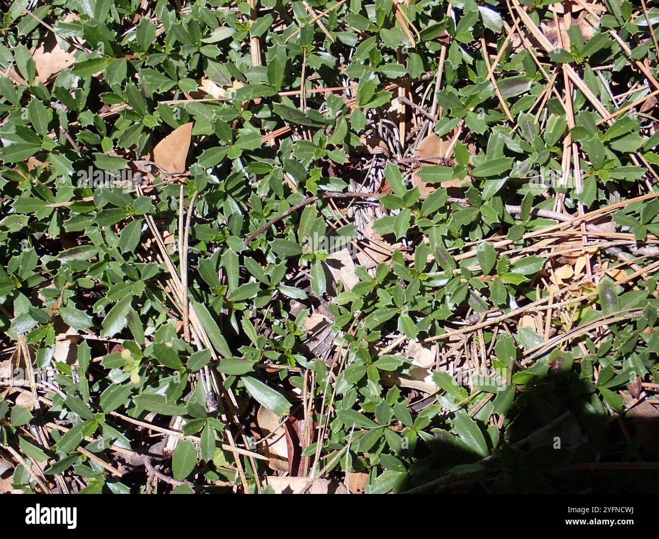 Mahala mat (Ceanothus prostratus Stock Photo - Alamy