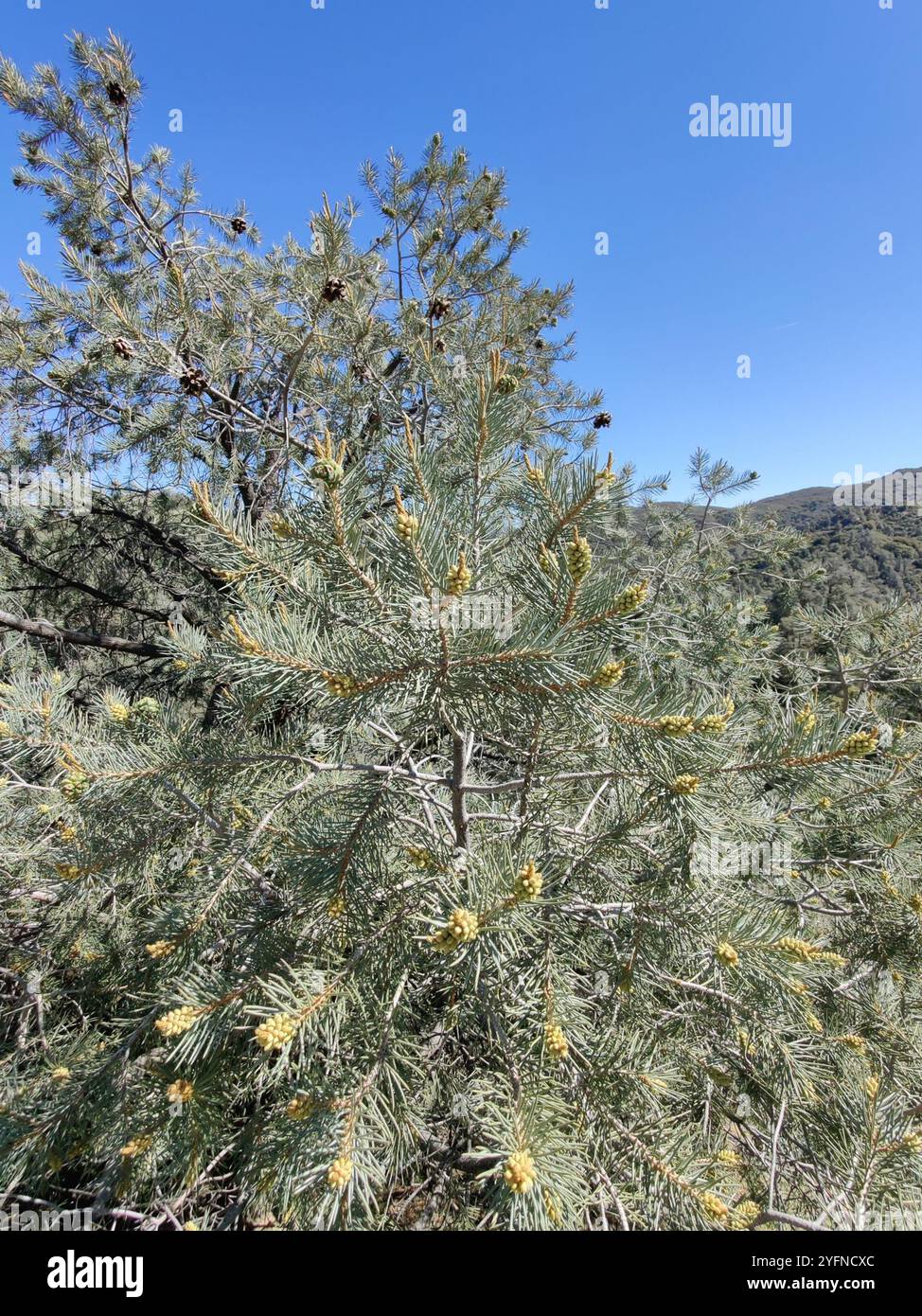 singleleaf pinyon (Pinus monophylla Stock Photo - Alamy