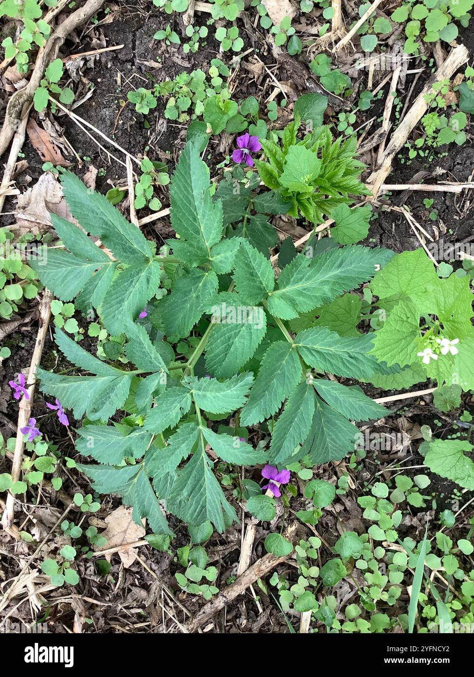 purple-stemmed angelica (Angelica atropurpurea Stock Photo - Alamy