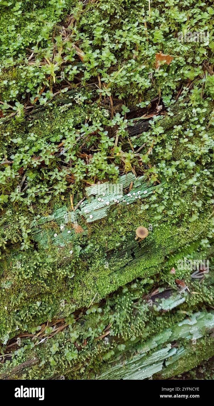 water lichens, whiteworm lichens, and allies (Icmadophilaceae Stock ...