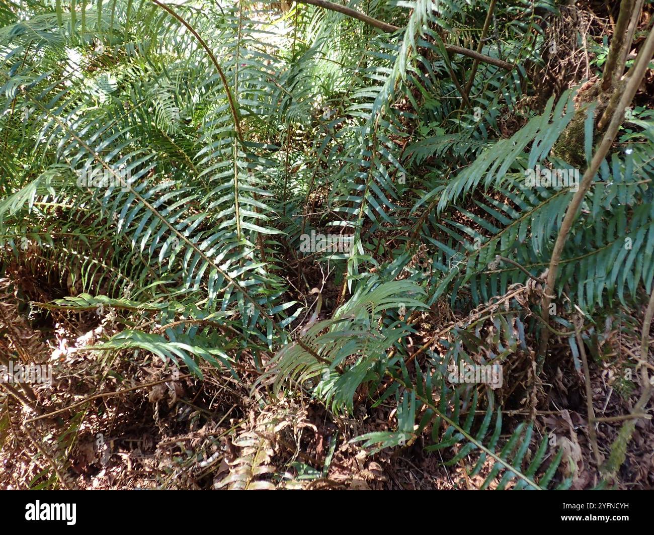western sword fern (Polystichum munitum Stock Photo - Alamy