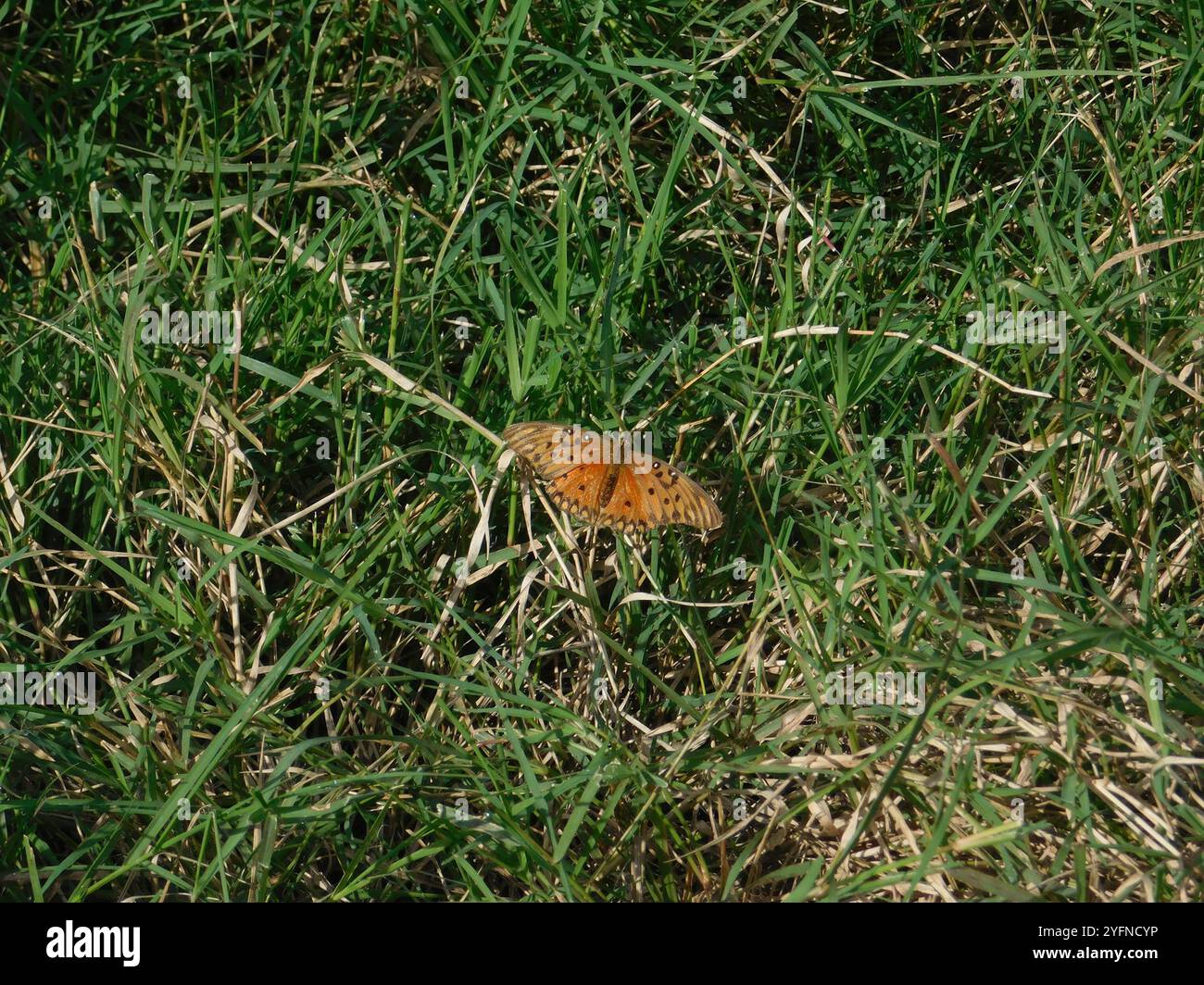Dione vanillae maculosa hi-res stock photography and images - Alamy