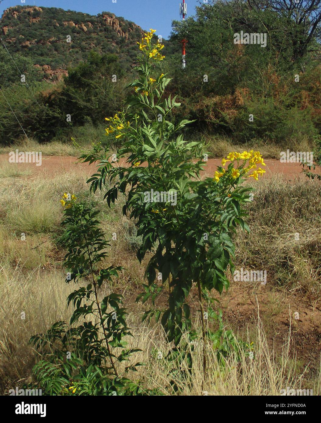 yellow trumpet flower (Tecoma stans Stock Photo - Alamy