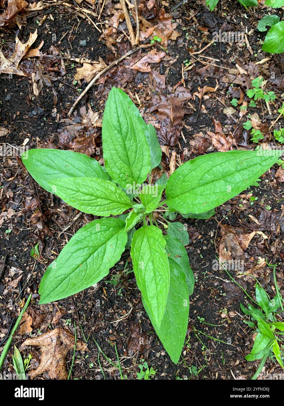 virginia stickseed (Hackelia virginiana Stock Photo - Alamy