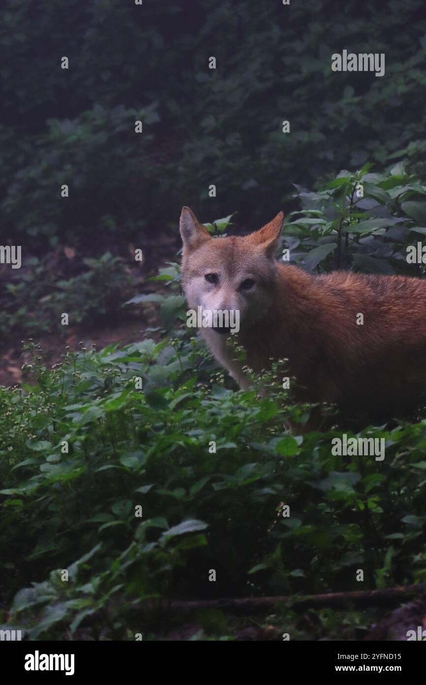 endangered and rare species of canine, himalayan wolf (canis lupus ...