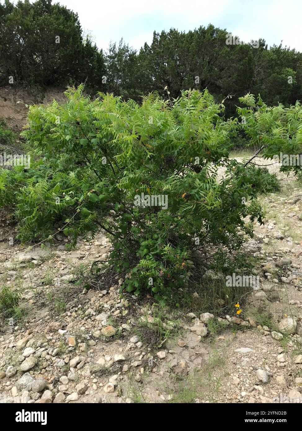 Rhus lanceolata hi-res stock photography and images - Alamy