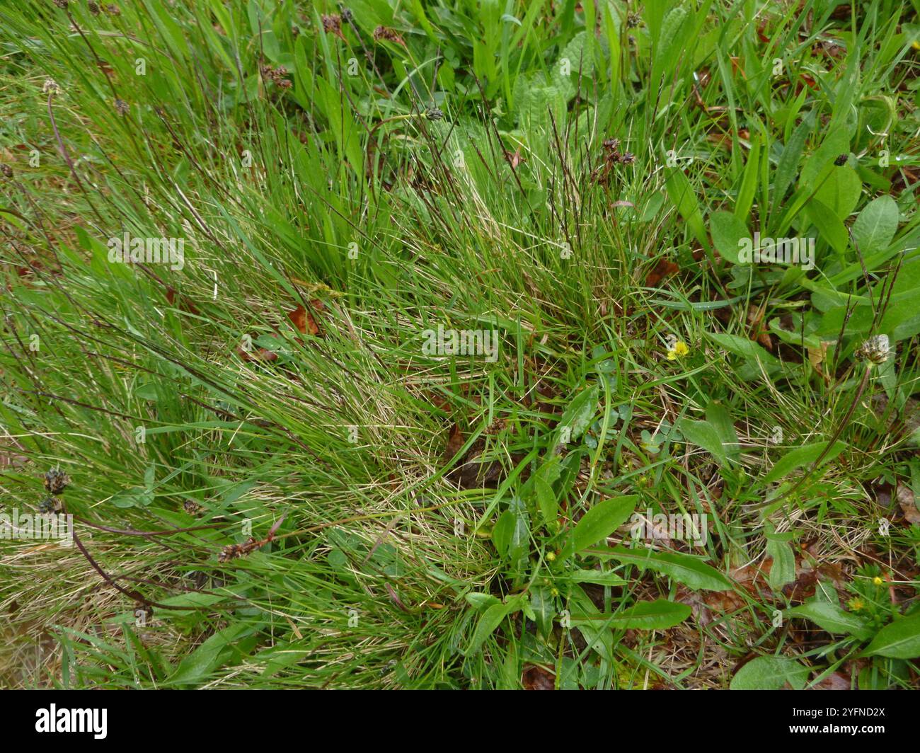 Nardus stricta hi-res stock photography and images - Alamy