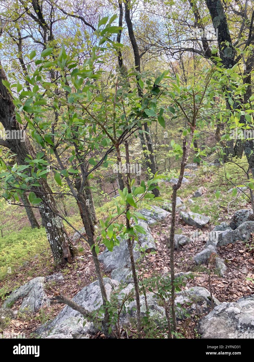 Japanese aralia elata hi-res stock photography and images - Alamy