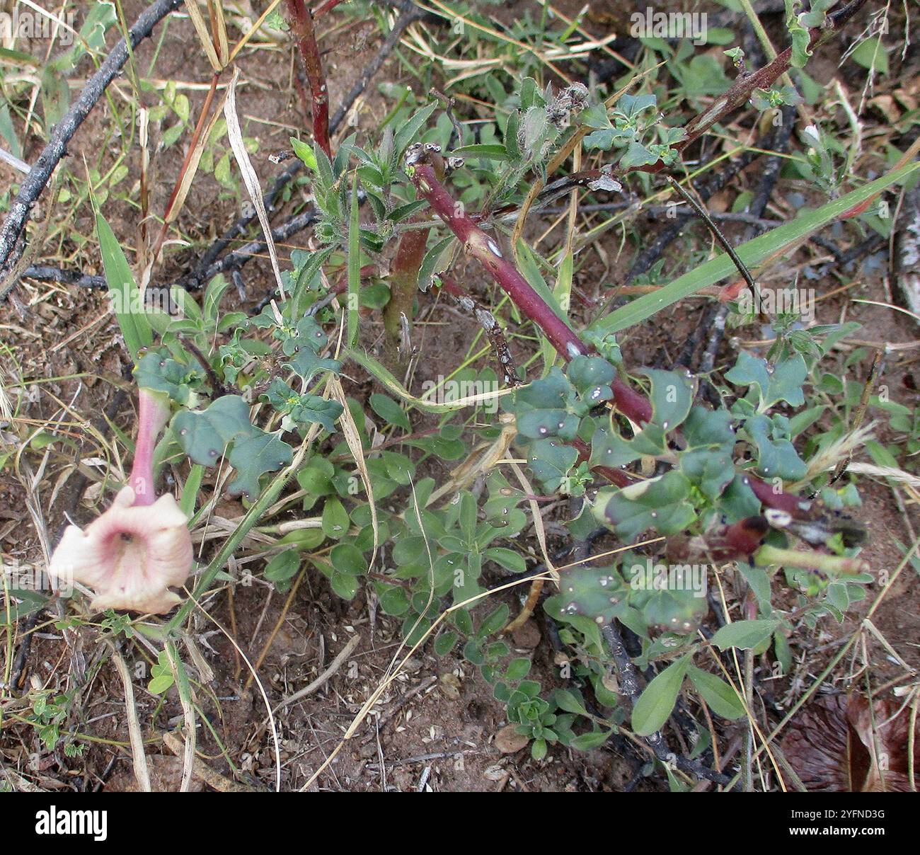 Sackflower (Holubia saccata Stock Photo - Alamy