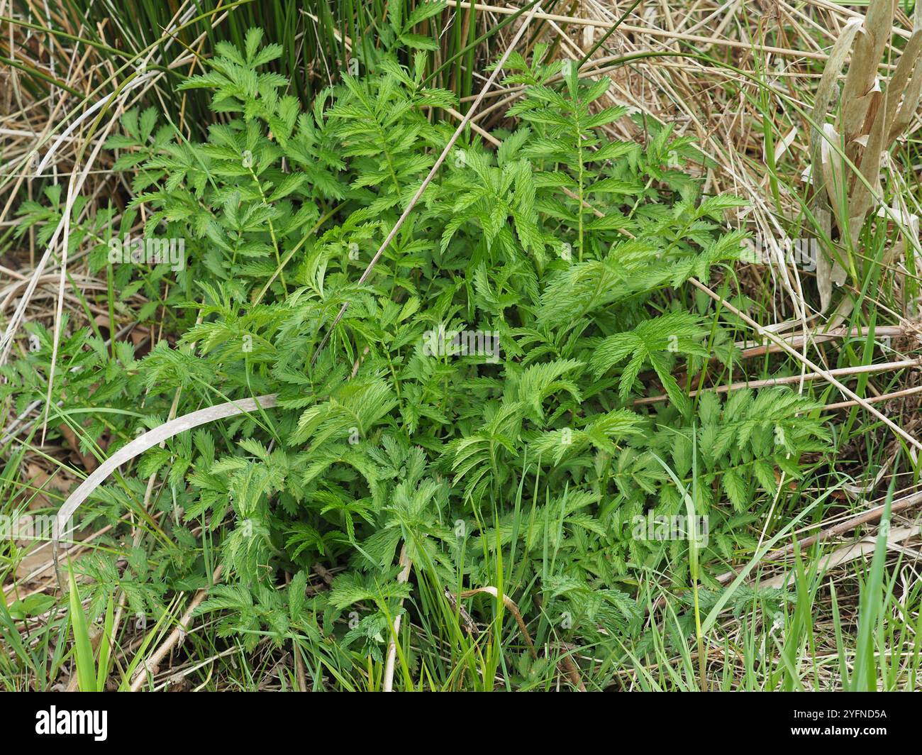swamp agrimony (Agrimonia parviflora Stock Photo - Alamy