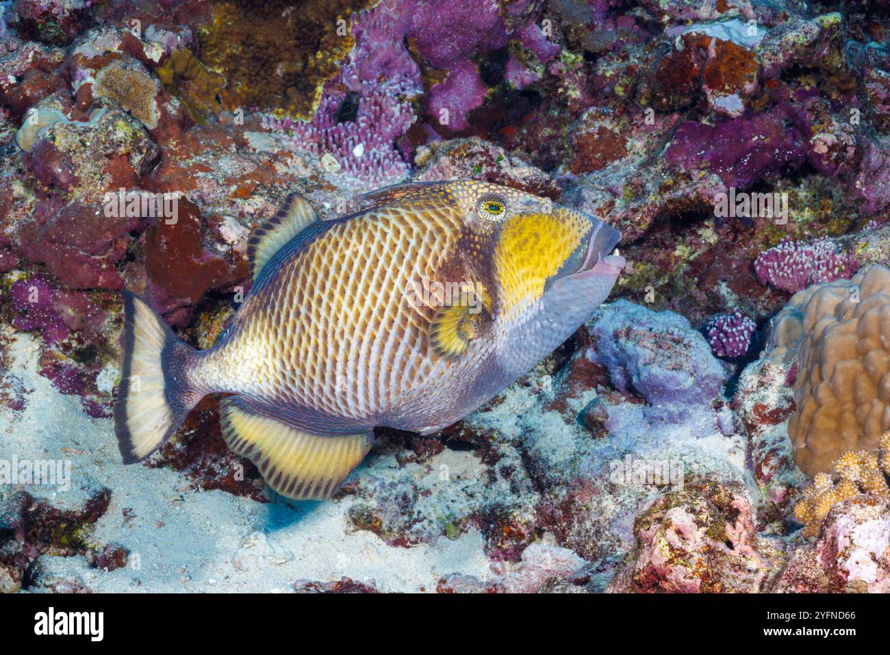 The titan triggerfish, Balistoides viridescens, is also known as the ...
