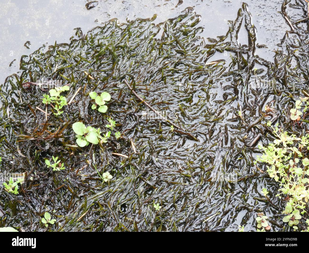 Willow Moss (Fontinalis antipyretica Stock Photo - Alamy