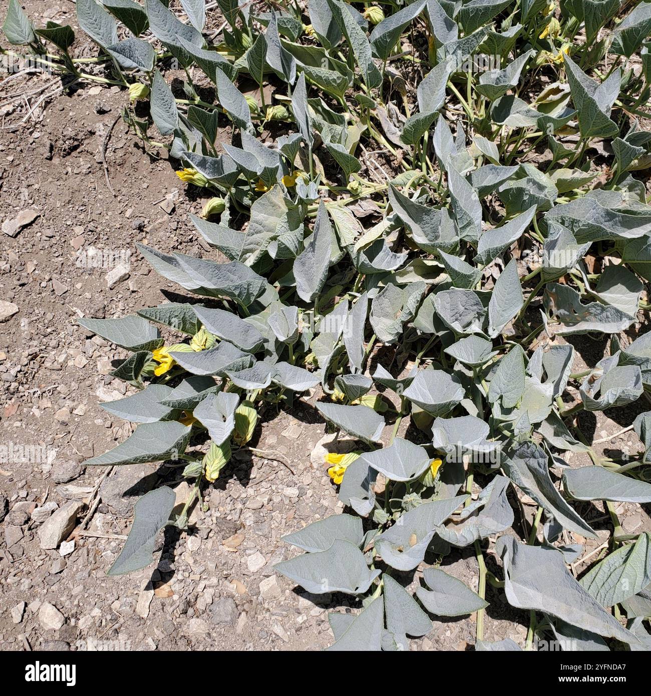 Buffalo Gourd (Cucurbita foetidissima Stock Photo - Alamy