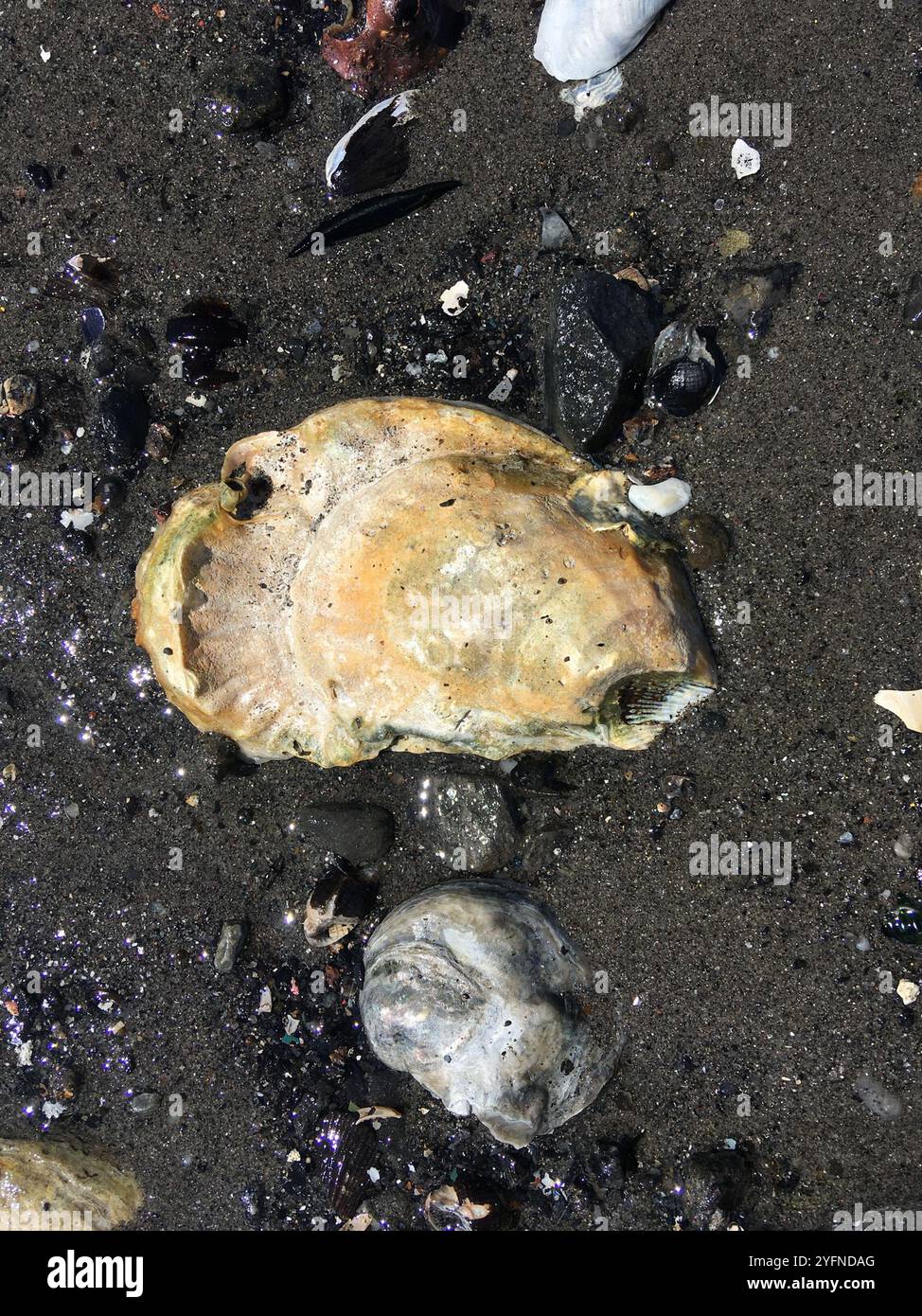 Eastern Oyster (Crassostrea virginica Stock Photo - Alamy