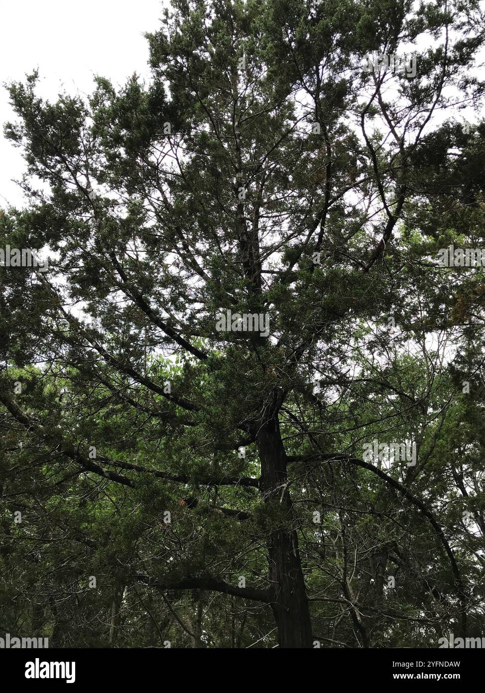 Ashe juniper (Juniperus ashei Stock Photo - Alamy