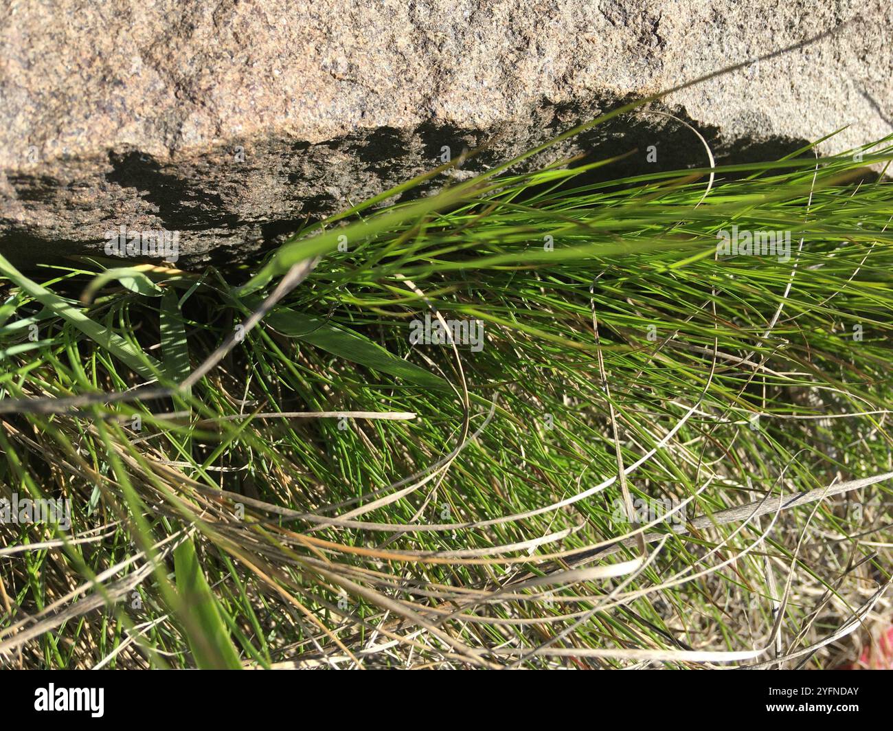 Sporobolus pumilus hi-res stock photography and images - Alamy