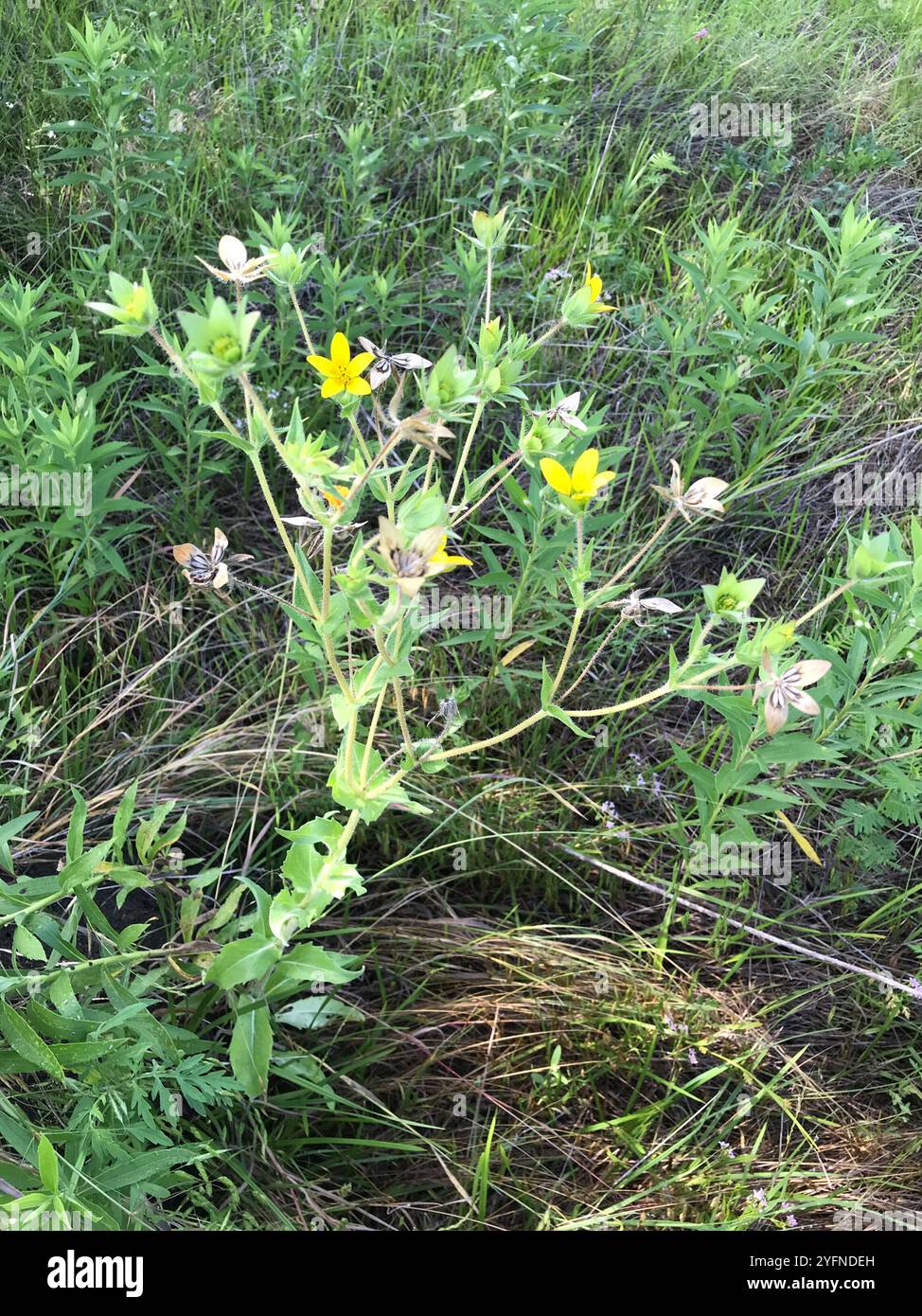 Texas yellow star (Lindheimera texana Stock Photo - Alamy