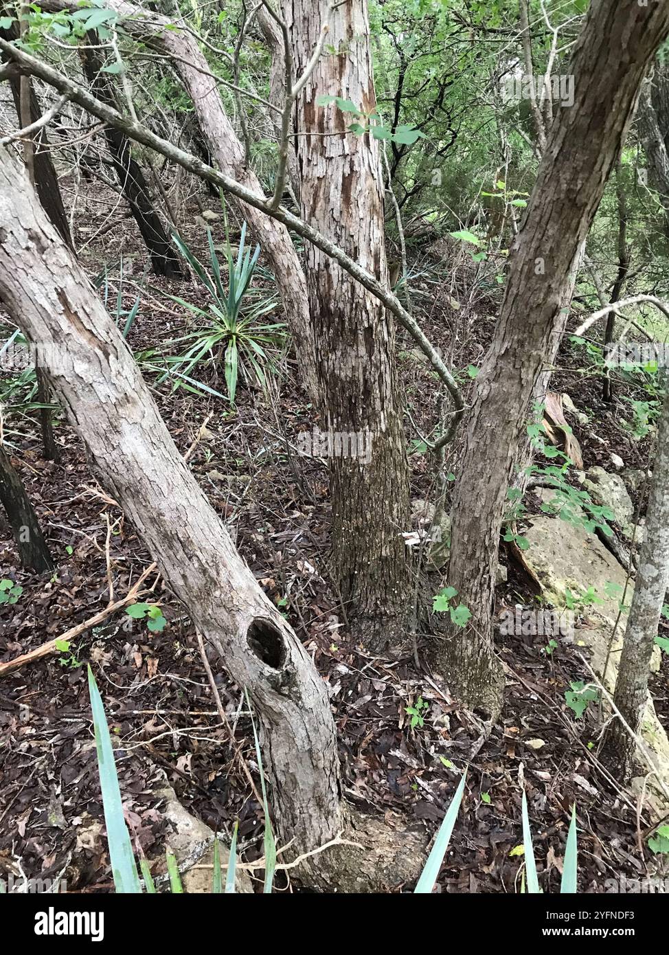 White Shin Oak (Quercus sinuata breviloba Stock Photo - Alamy
