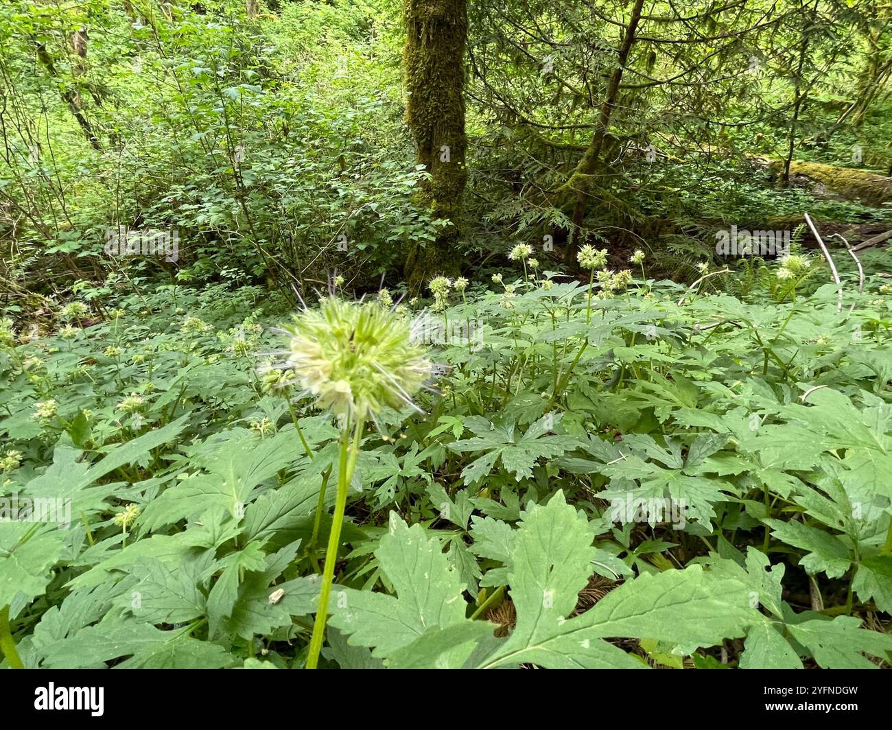 Hydrophyllum tenuipes hi-res stock photography and images - Alamy