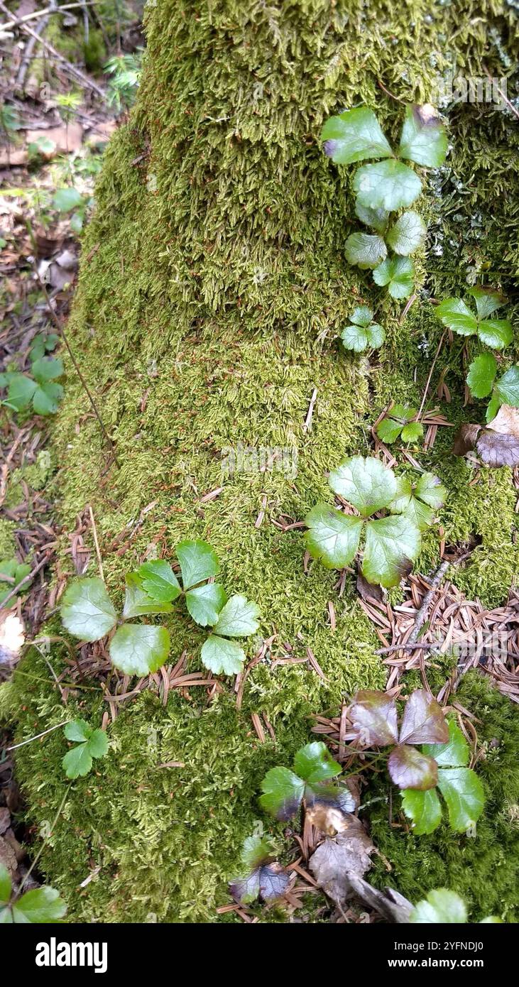 threeleaf goldthread (Coptis trifolia Stock Photo - Alamy
