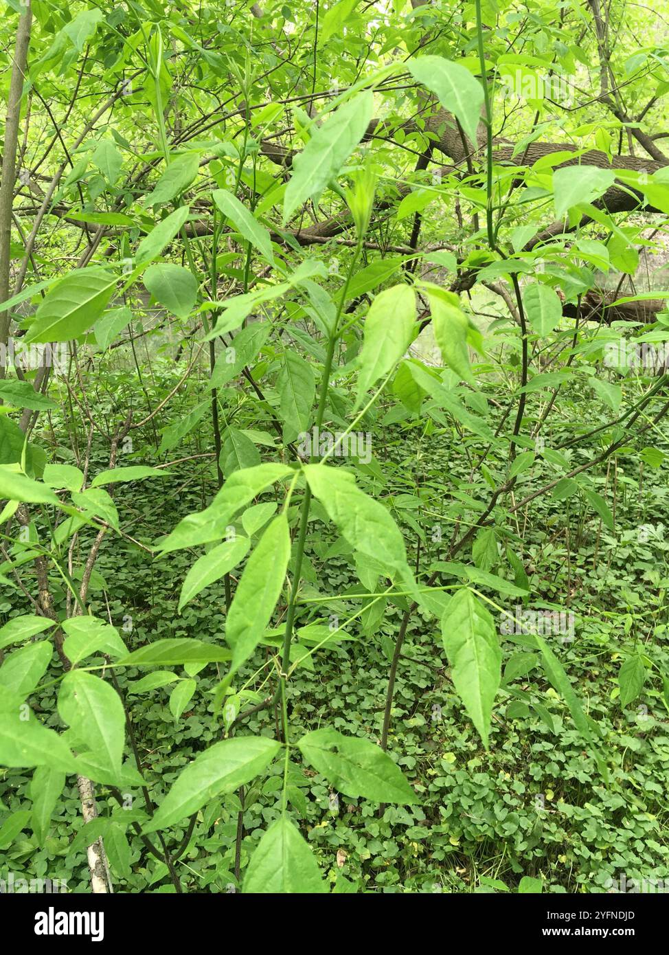 American bladdernut hi-res stock photography and images - Alamy