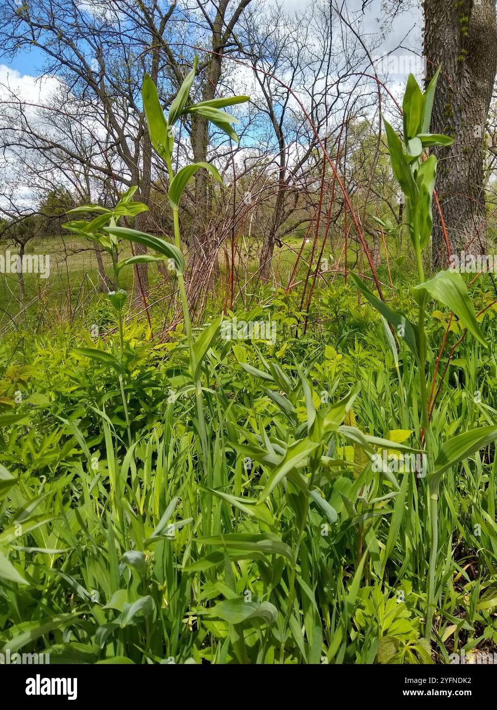 giant Solomon's seal (Polygonatum biflorum commutatum Stock Photo - Alamy