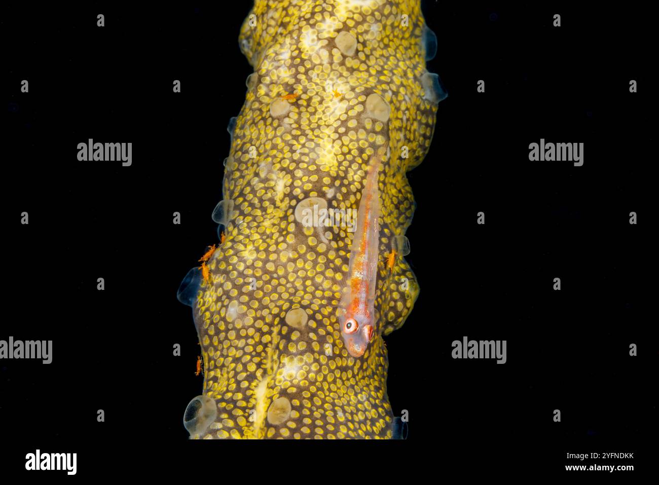 A whip coral goby, Bryaninops amplus, on an ascidian, also known as a ...
