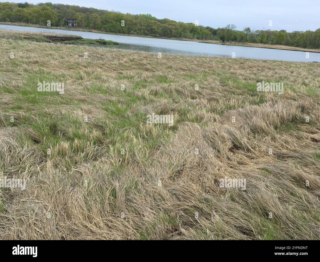 Sporobolus pumilus hi-res stock photography and images - Alamy