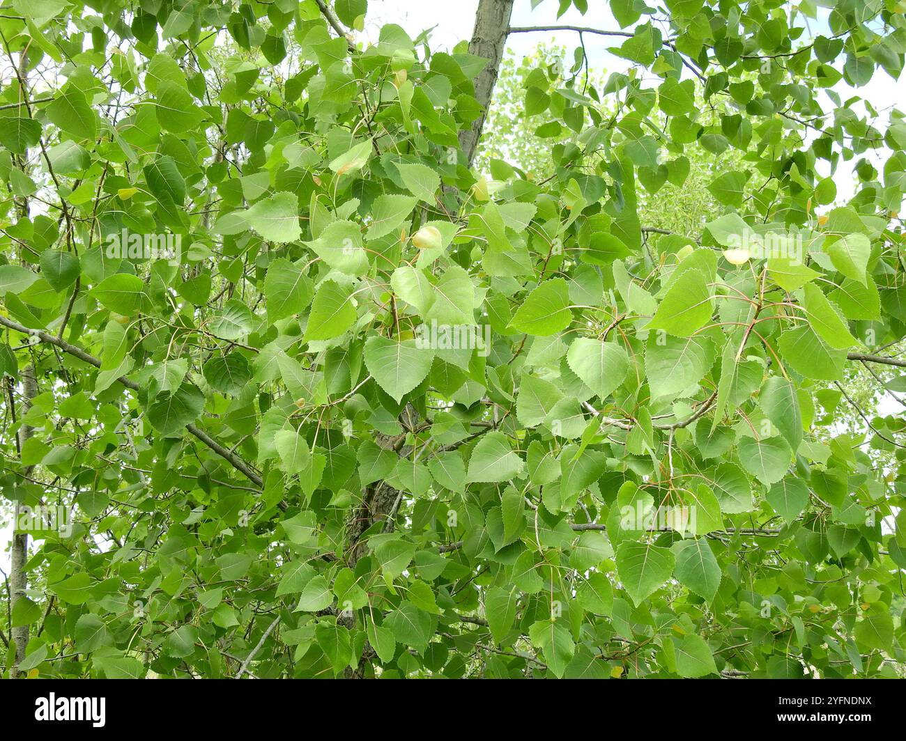 Eastern Cottonwood (Populus deltoides Stock Photo - Alamy