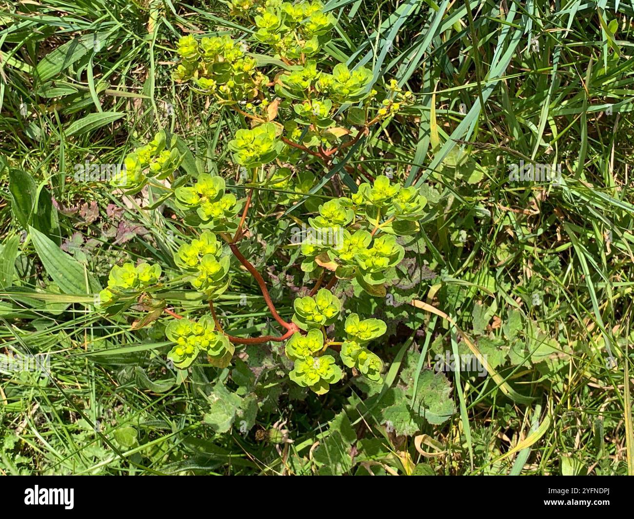 Sun spurge (Euphorbia helioscopia Stock Photo - Alamy