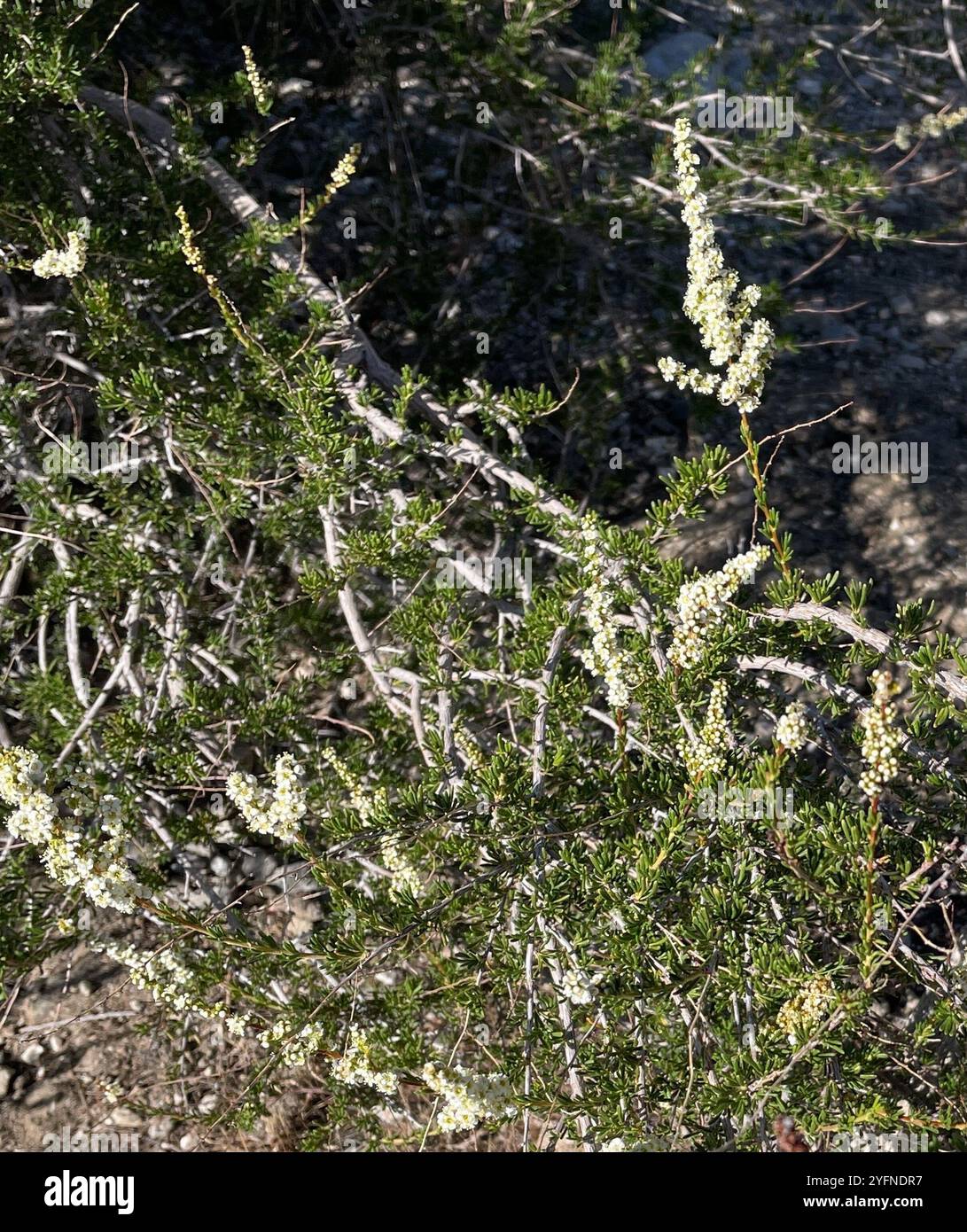 chamise (Adenostoma fasciculatum Stock Photo - Alamy