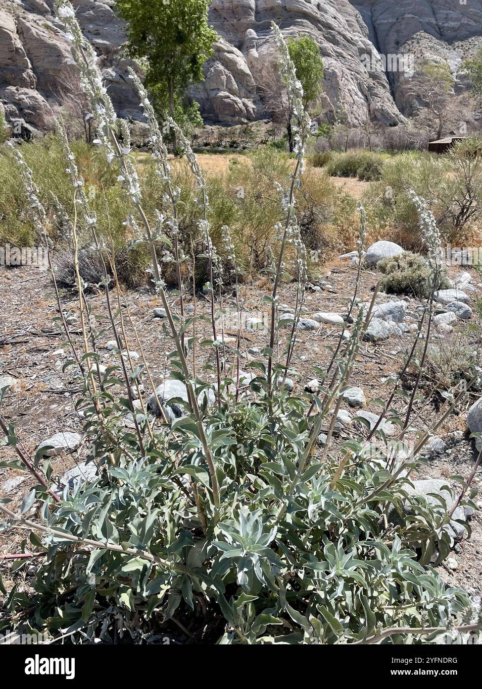 white sage (Salvia apiana Stock Photo - Alamy