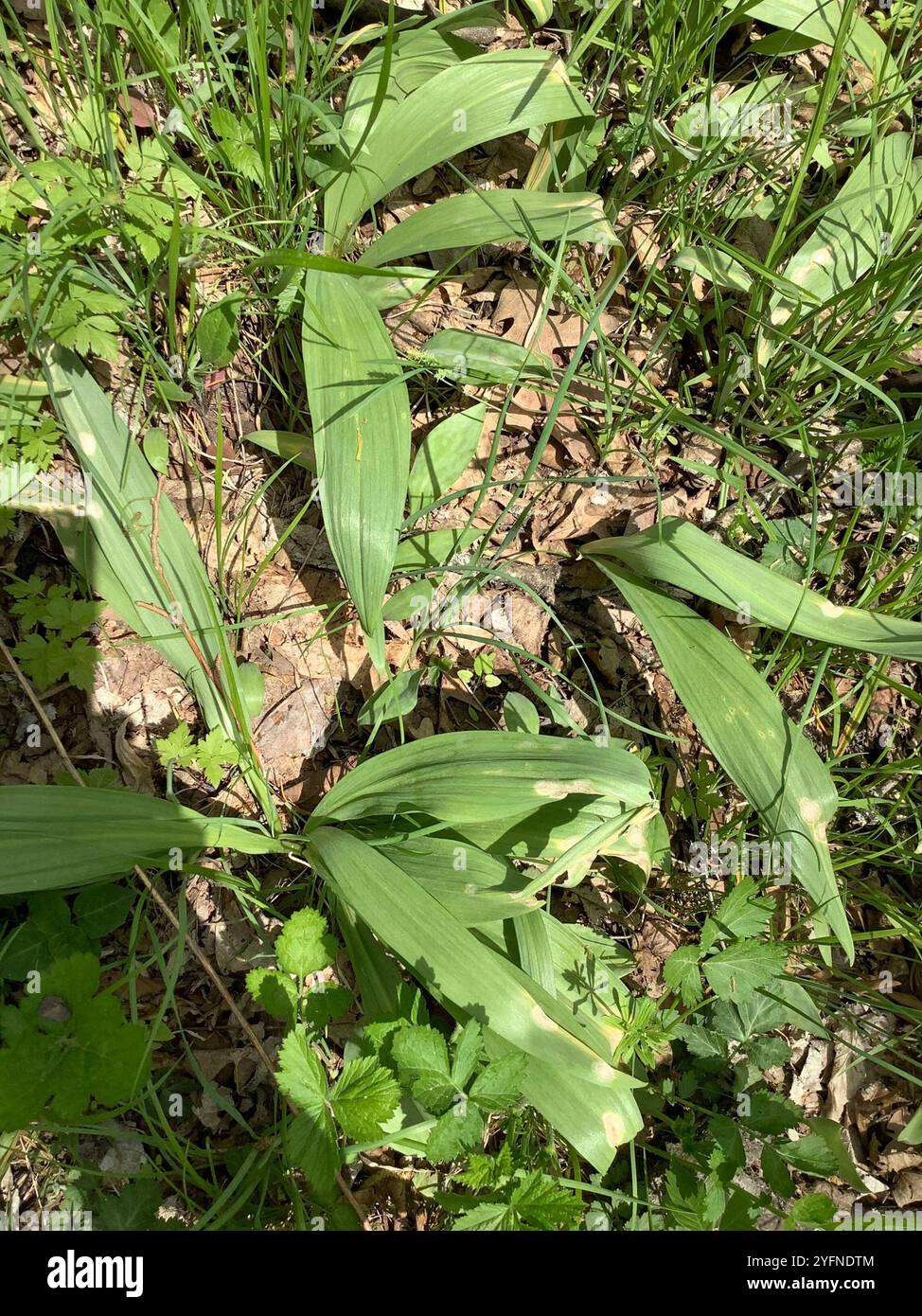 wild leeks (Allium tricoccum Stock Photo - Alamy