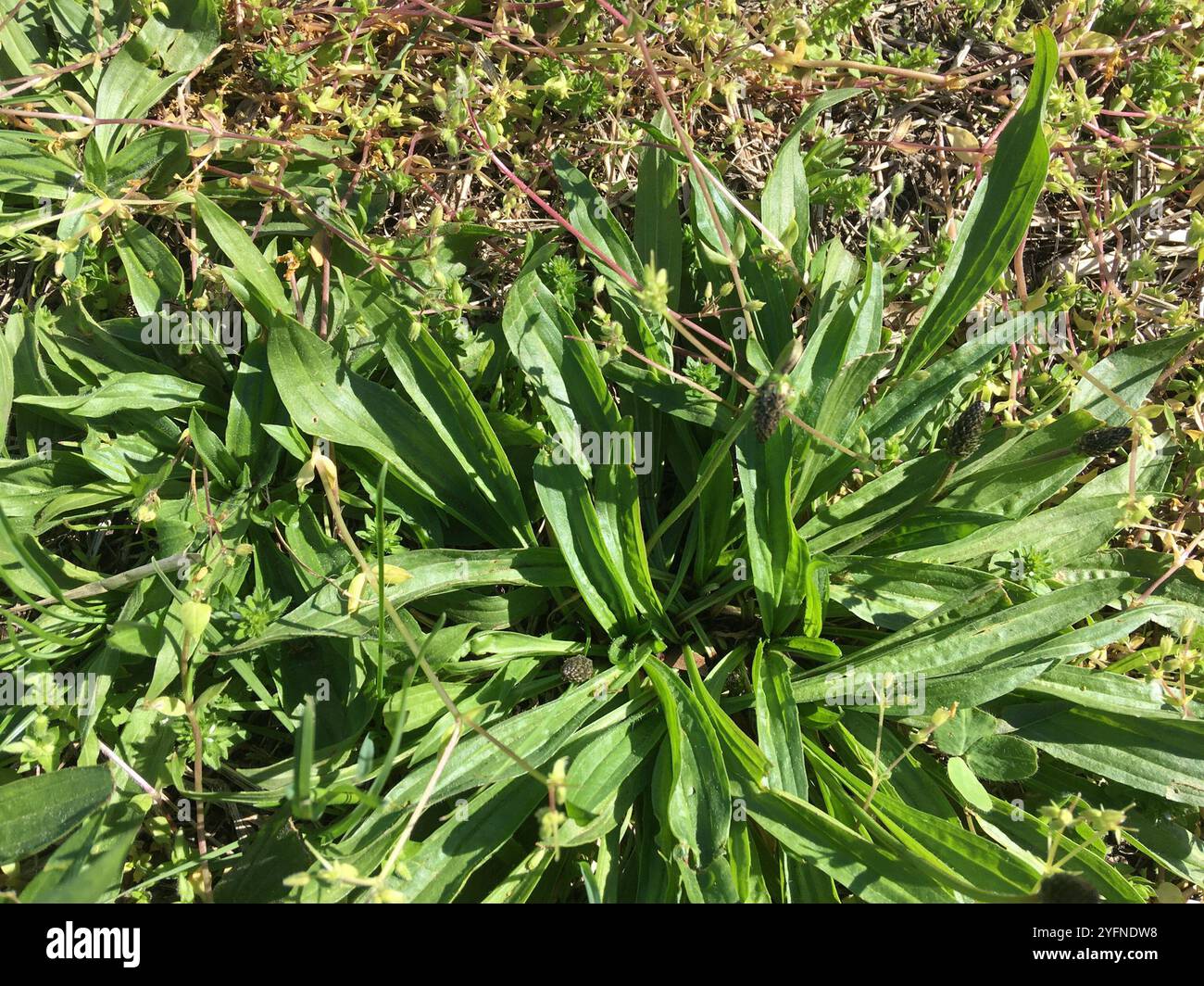 ribwort plantain (Plantago lanceolata Stock Photo - Alamy