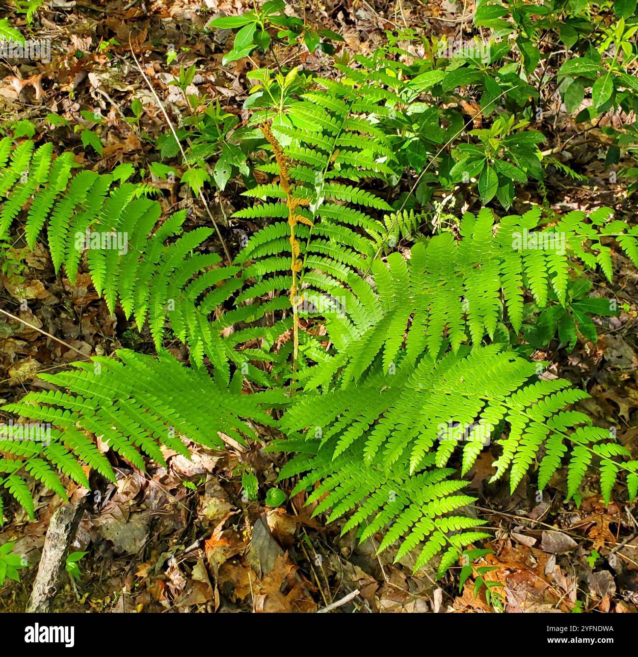 cinnamon fern (Osmundastrum cinnamomeum Stock Photo - Alamy