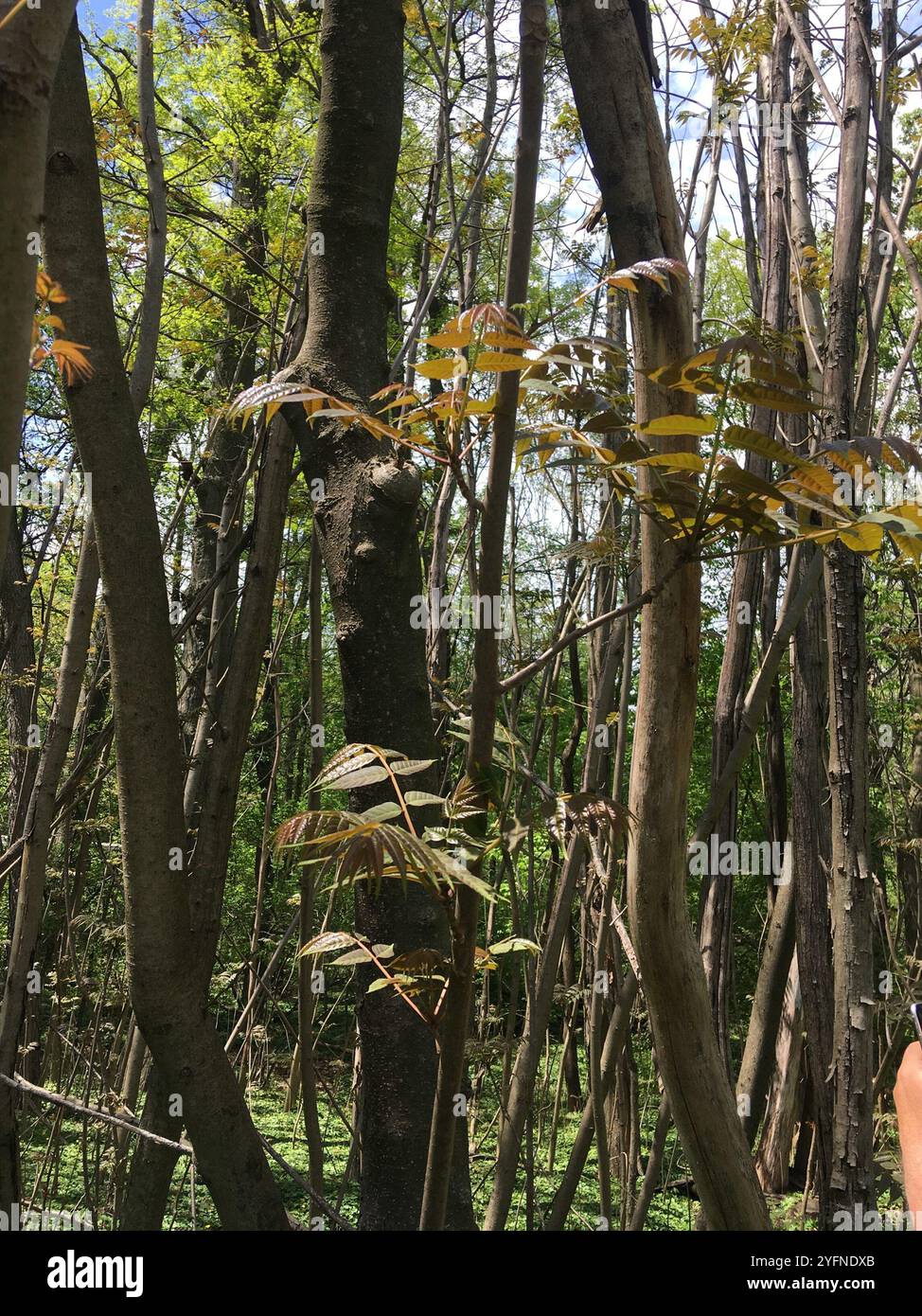 Tun tree (Toona sinensis Stock Photo - Alamy