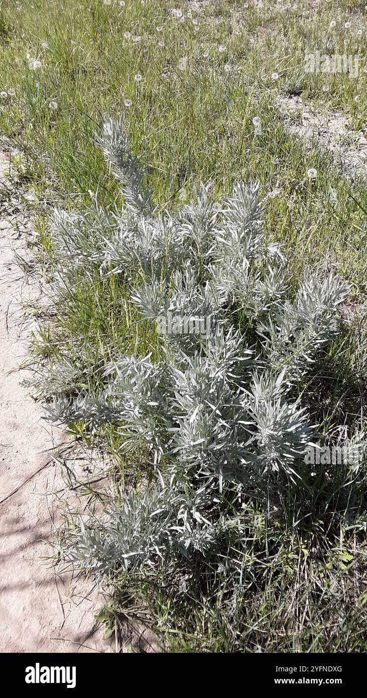 Artemisia cana hi-res stock photography and images - Alamy